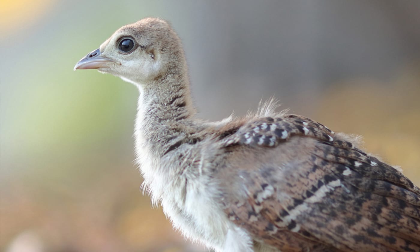 5 Culturally significant animals you can discover in the 'My Backyard ...