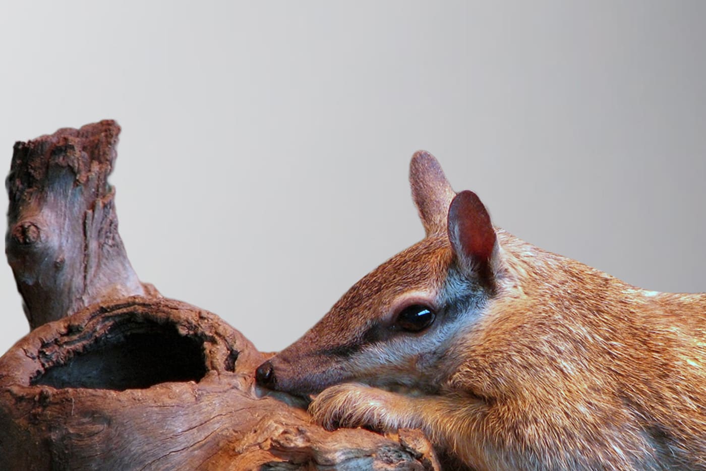 5 Culturally significant animals you can discover in the 'My Backyard ...