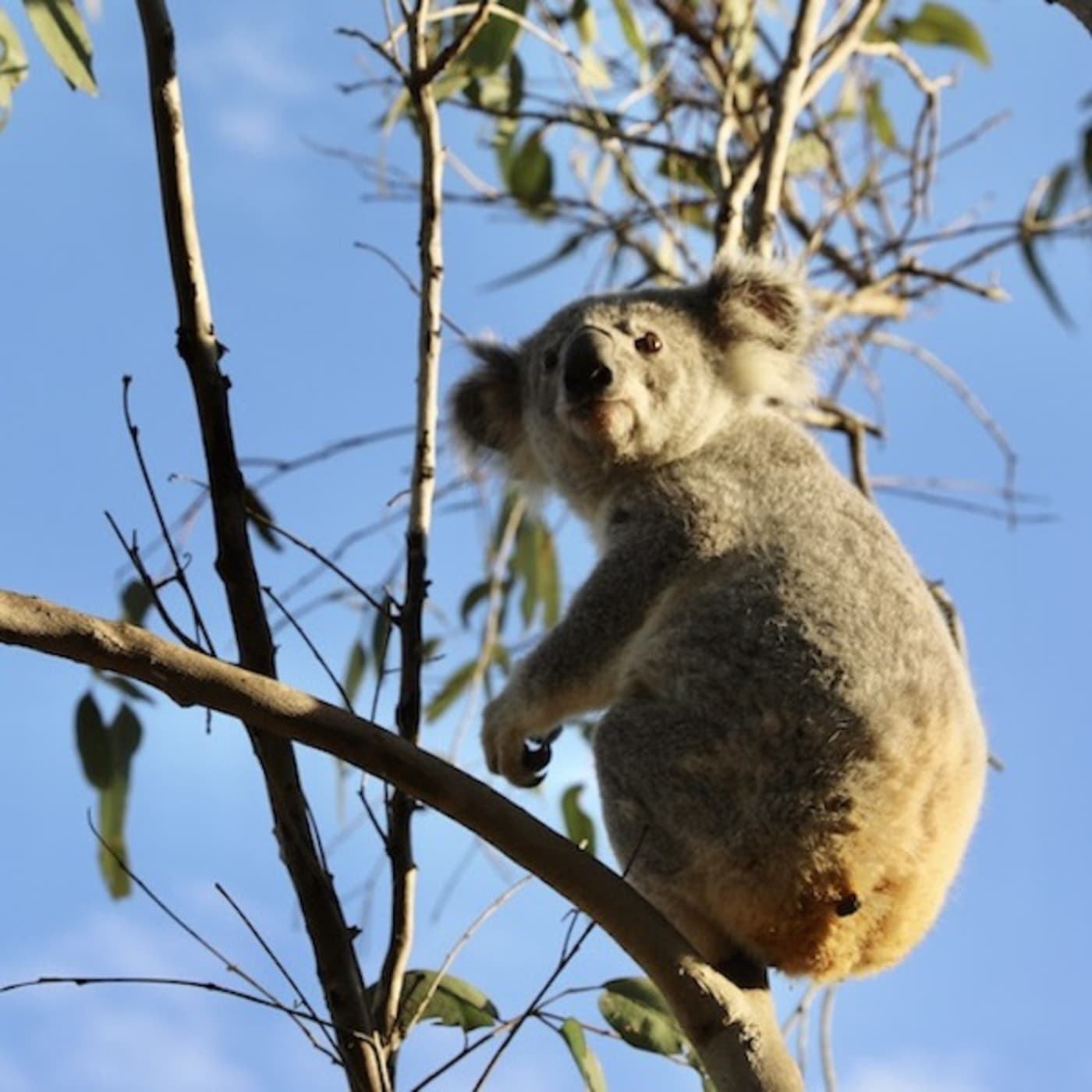 From floods to freedom: Raine’s journey | WWF-Australia | From floods ...