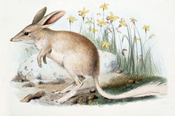 10 Extinct Animals in Australia (and Why We Must Act Now) - WWF ...