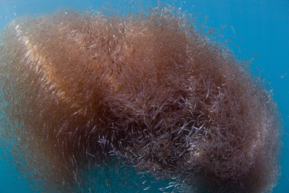 Antarctic Krill Explained: Why They’re Vital for Whales and Ocean ...