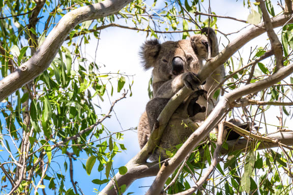 Turning hope into habitat: 500,000 trees planted for koalas! | WWF ...