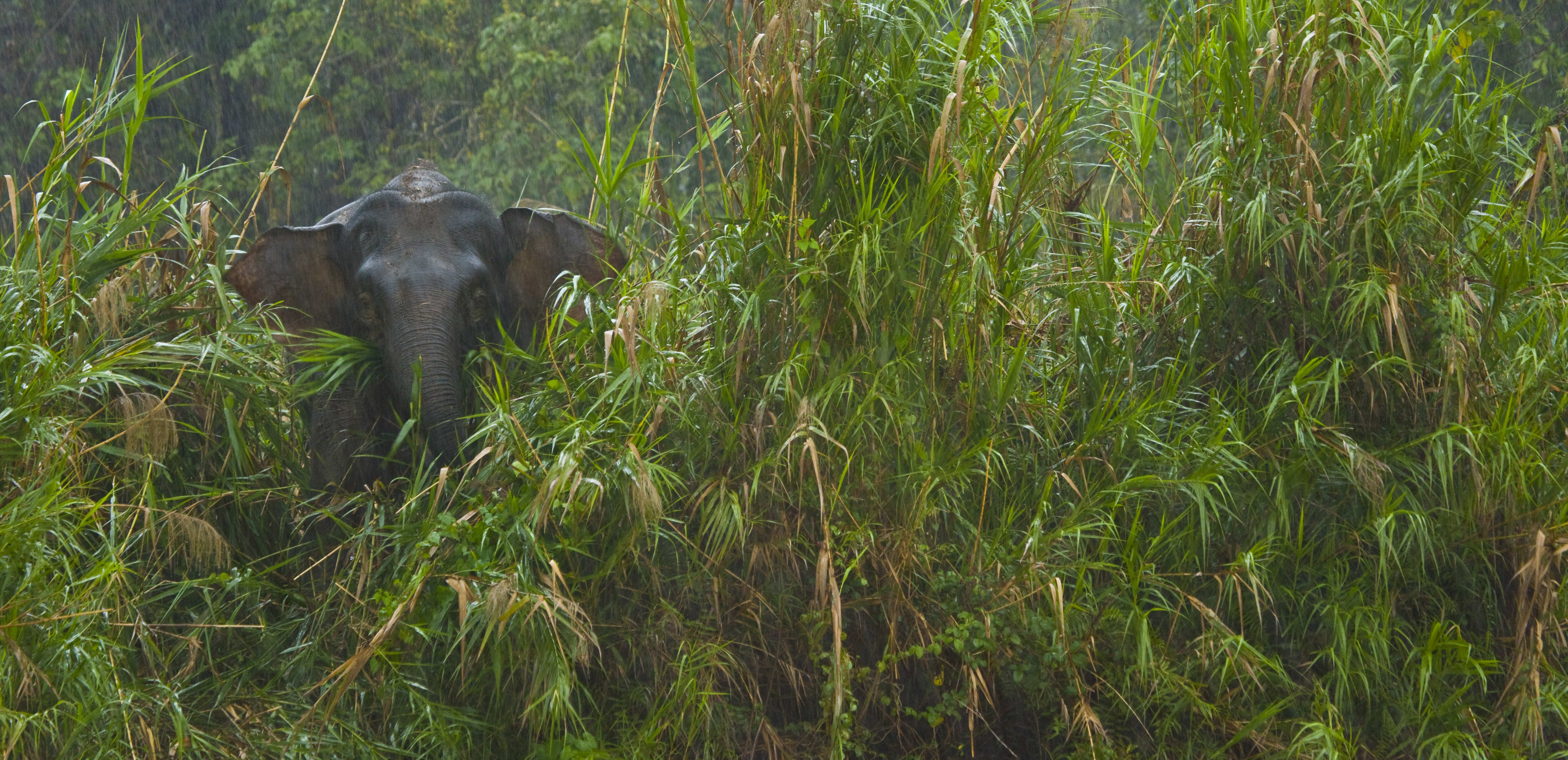 Tropical Dry Forest Elephants