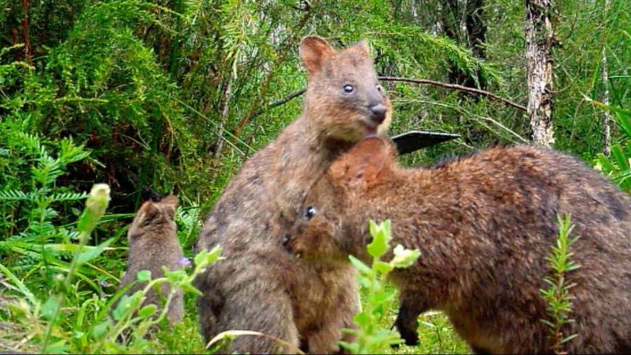 Quokka Feargach