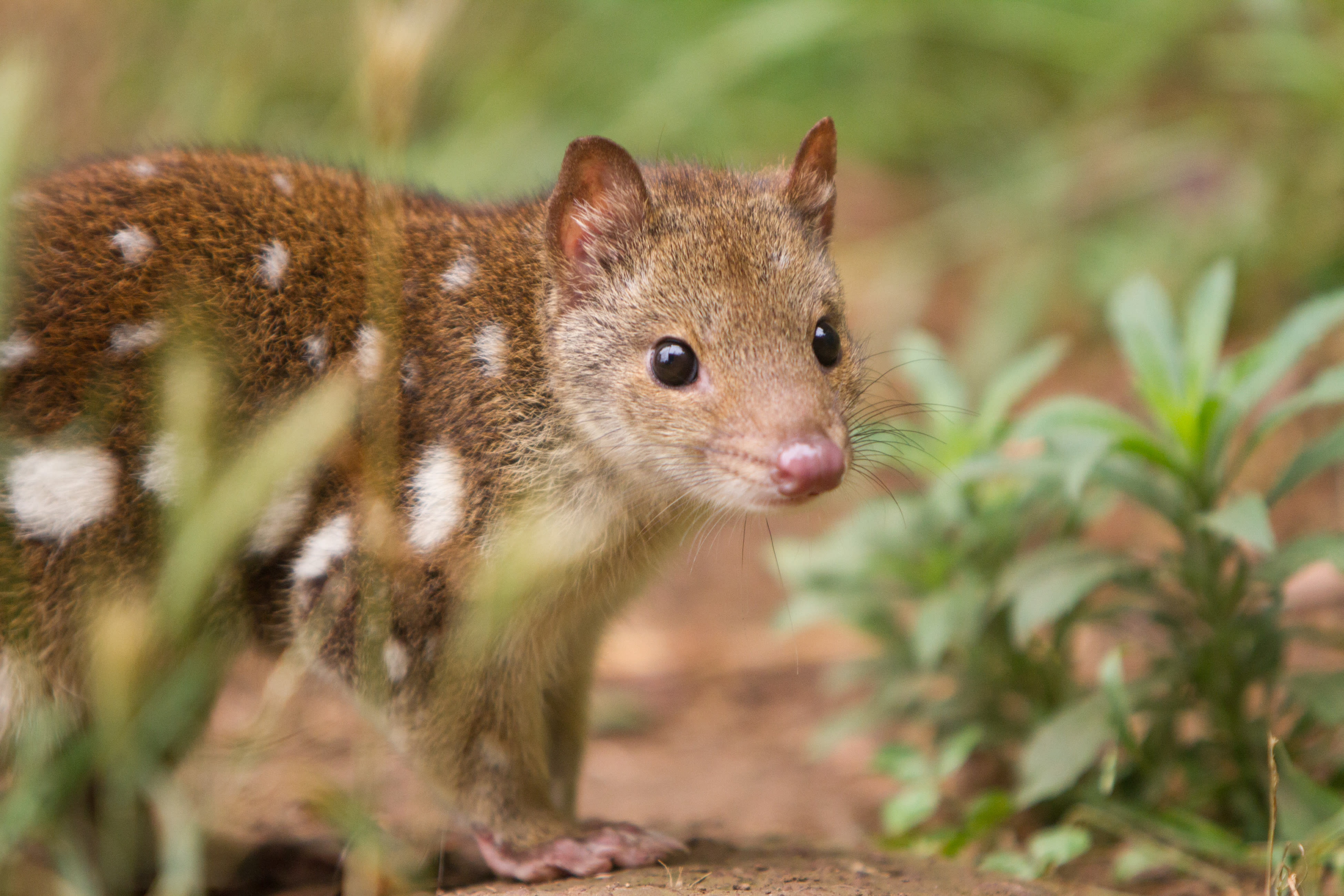 Eastern Quoll Born In The Wild After 50 Years World