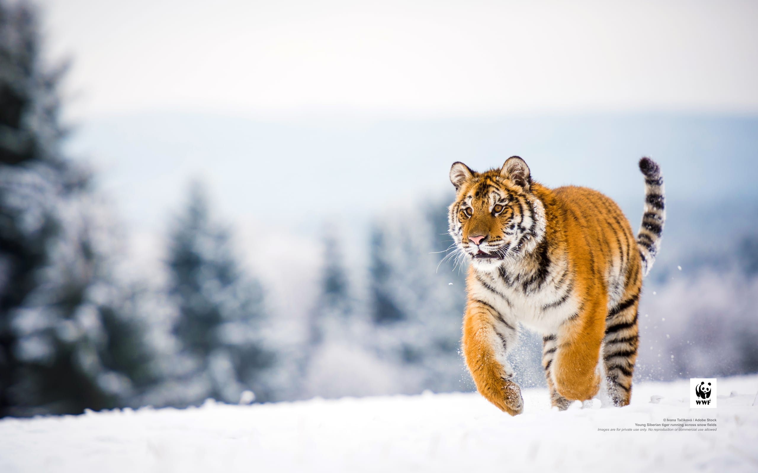 World Wildlife Federation Wallpaper