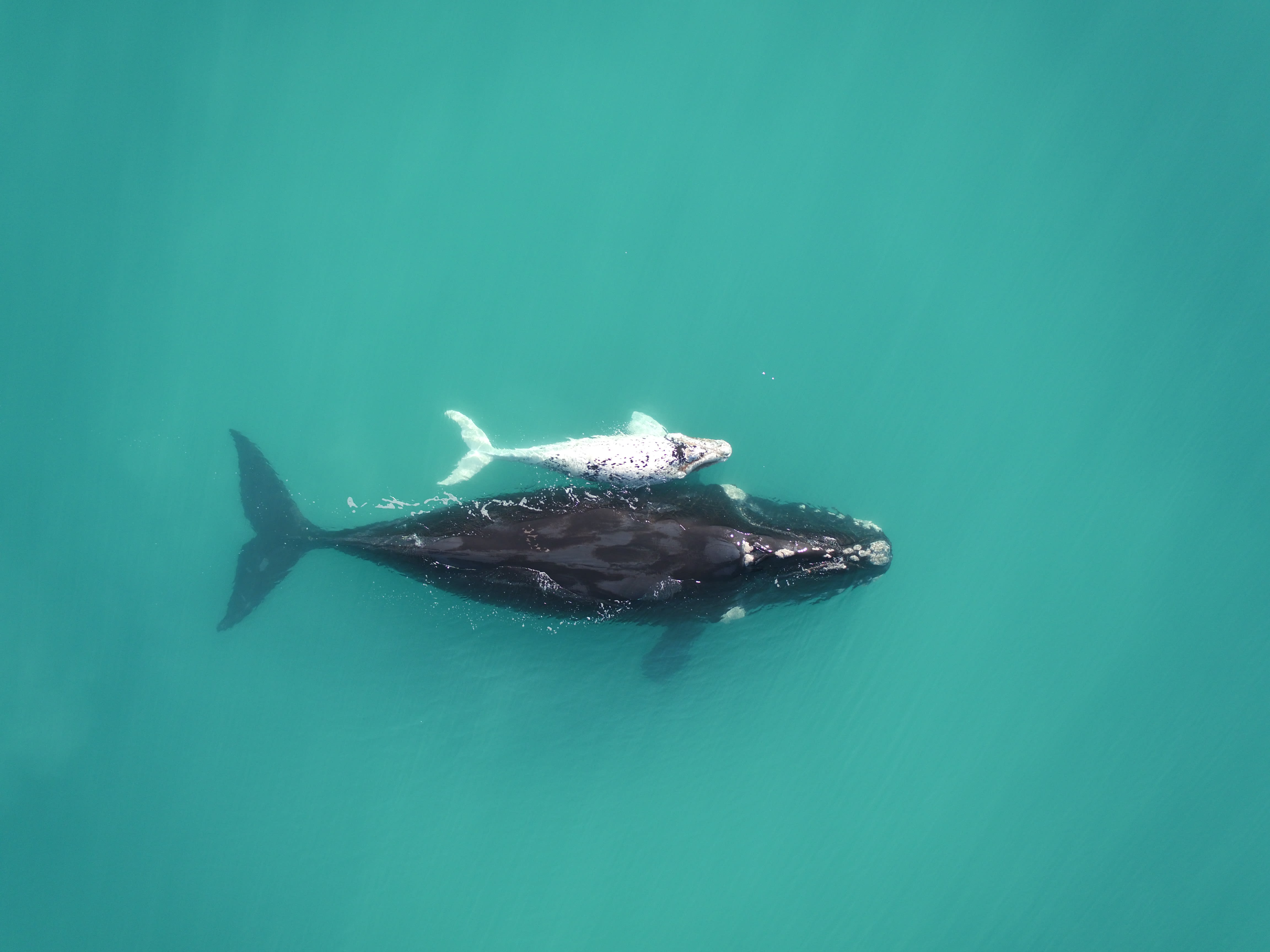 Southern Right Whales Facts