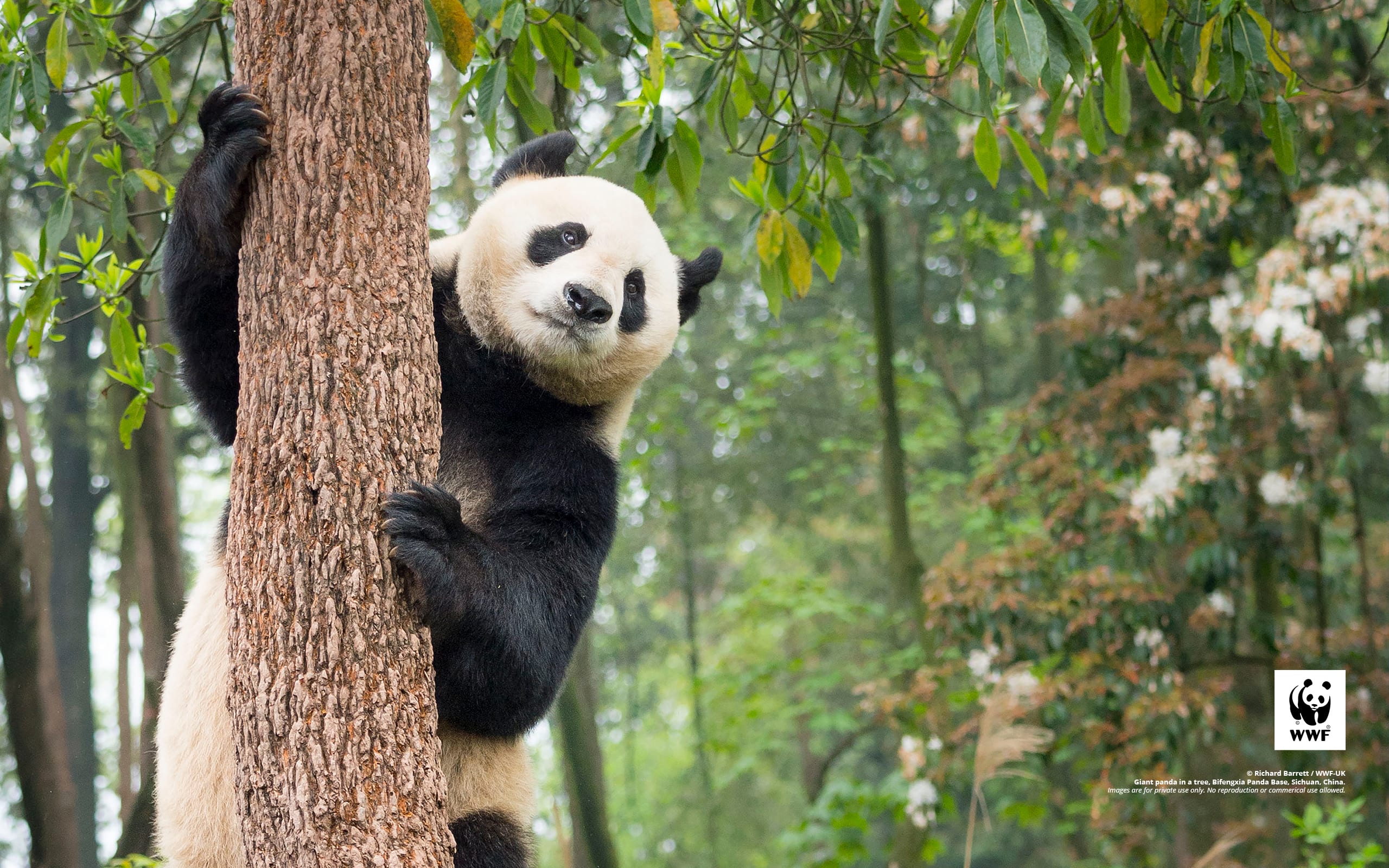 World Wildlife Federation Wallpaper