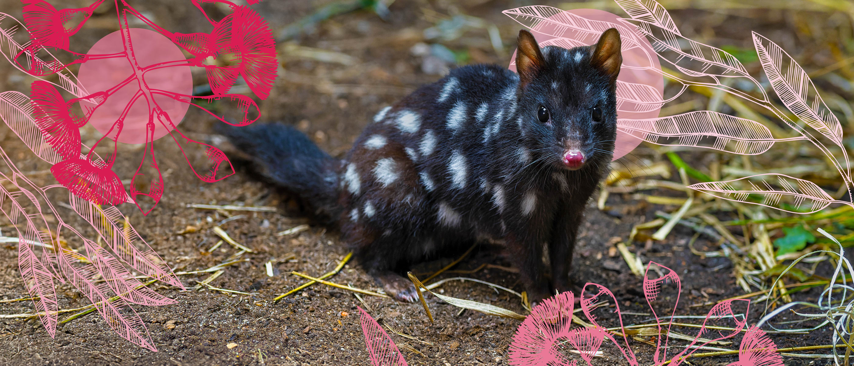 Eastern Quoll Wwfaustralia Wwfaustralia First Eastern Quolls In 50