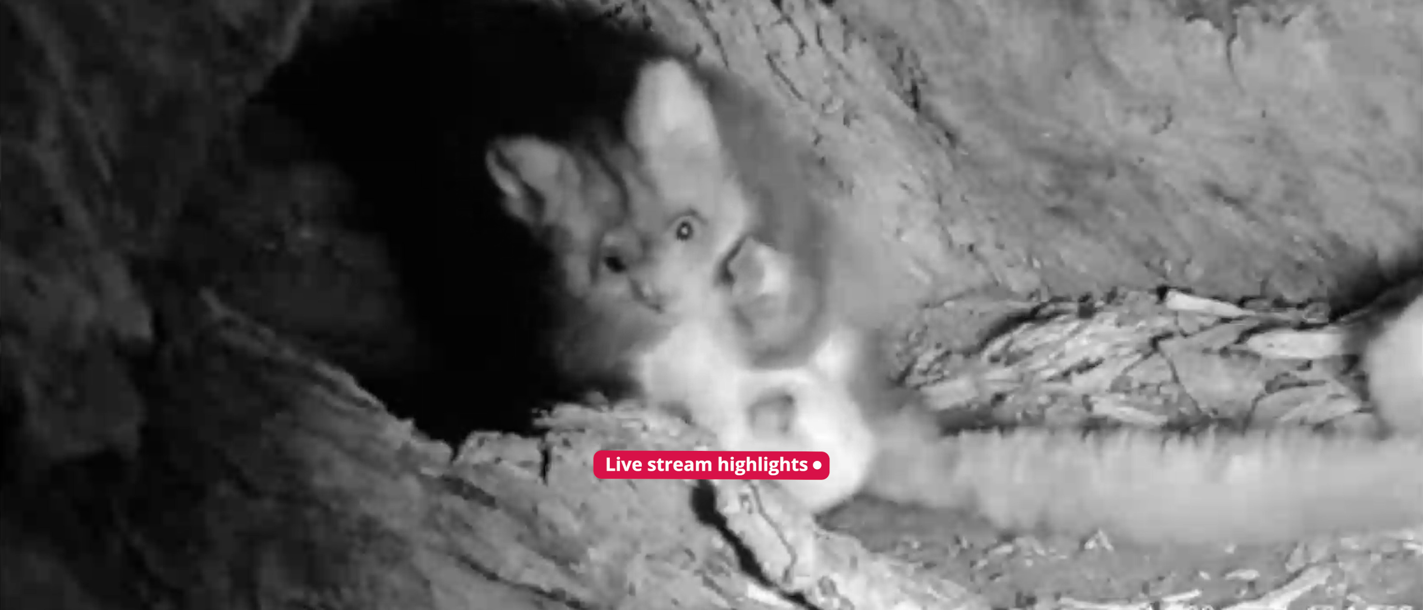 Discover Greater Gliders: Exclusive Livestream Inside Endangered Tree ... Discover Greater Gliders: Exclusive Livestream Inside Endangered Tree ...
