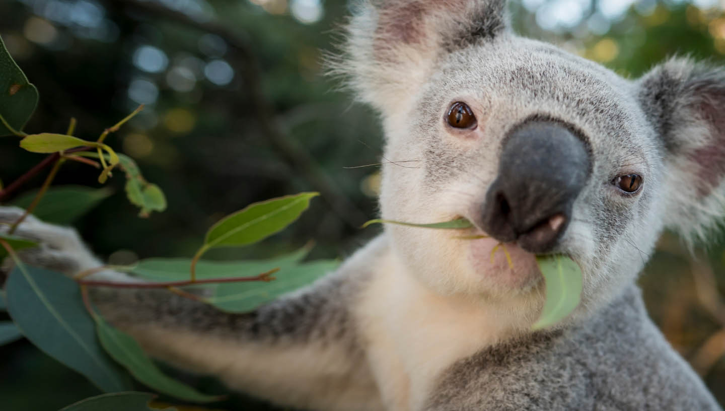 Adopt an animal - Protect wildlife and habitat | Adopt | WWF Australia