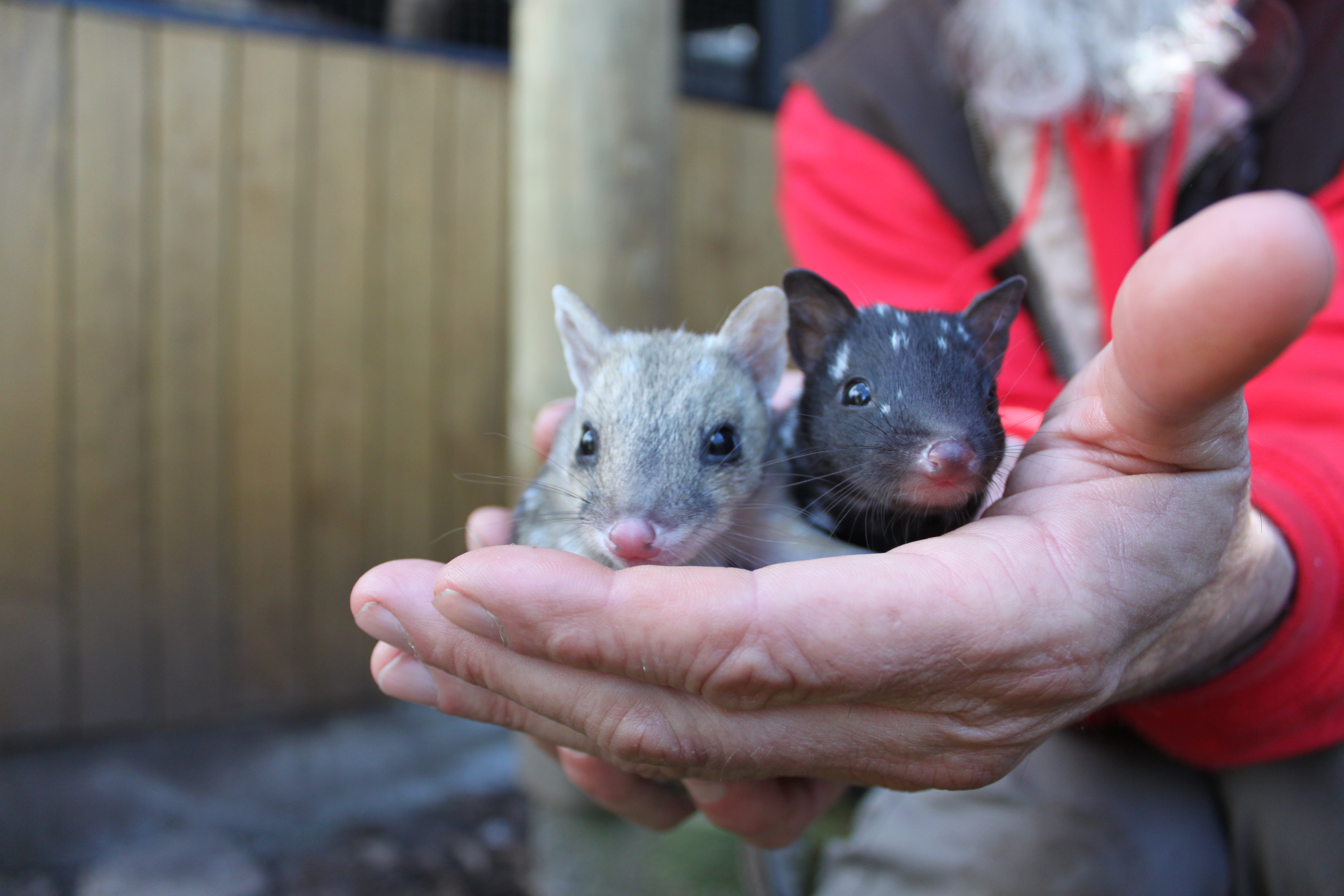 4 species of Australian quoll and how they are fighting for survival ...