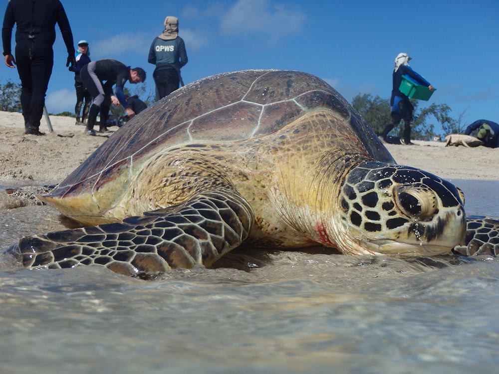 Turtle rescue made easier with Quick Response Guide - WWF-Australia ...