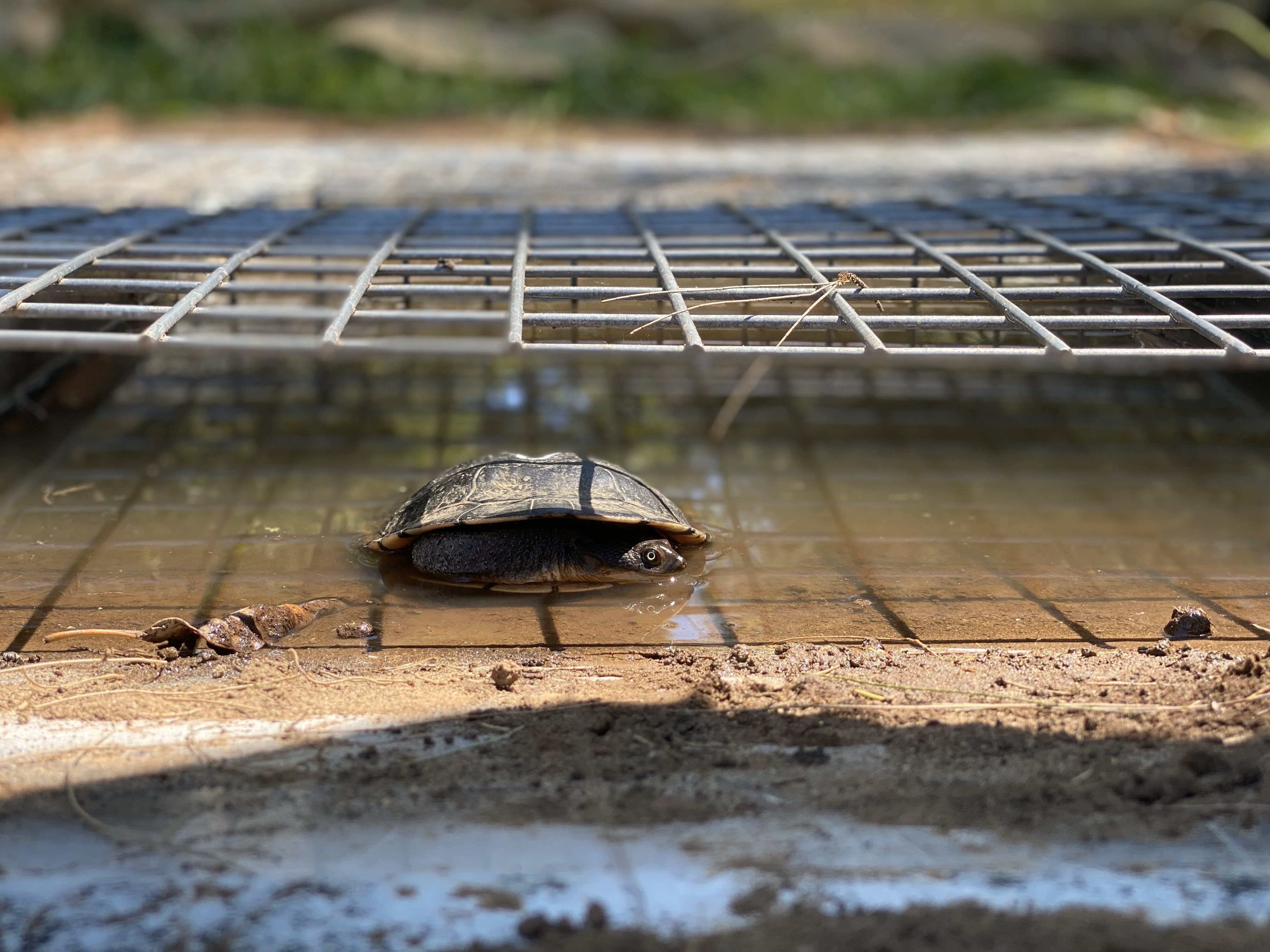 Turtle tunnels provide safe passage for migrating reptiles - WWF ...