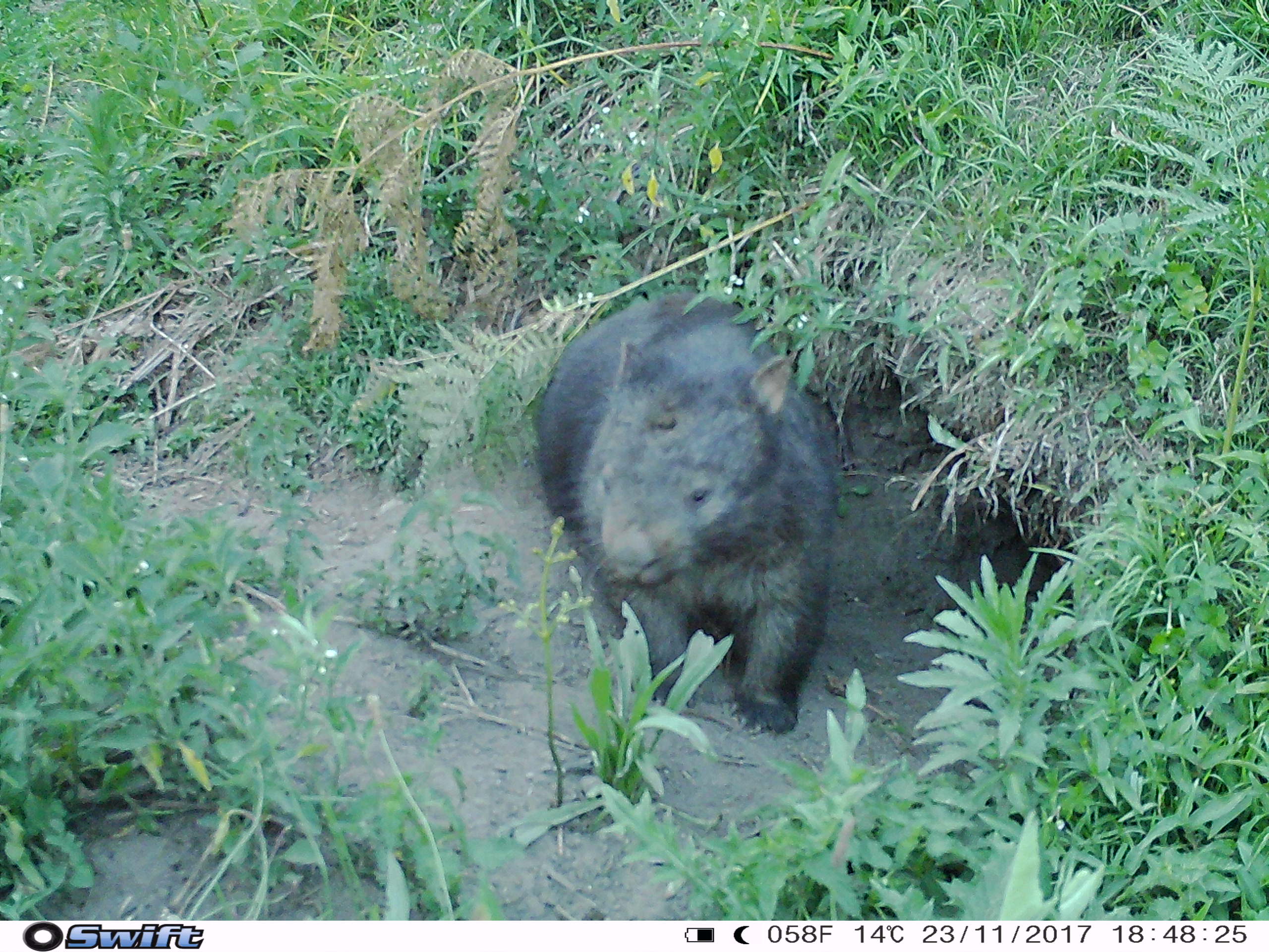 Remarkable images show a wombat sharing its burrow with a fox - WWF-Australia | Remarkable ...