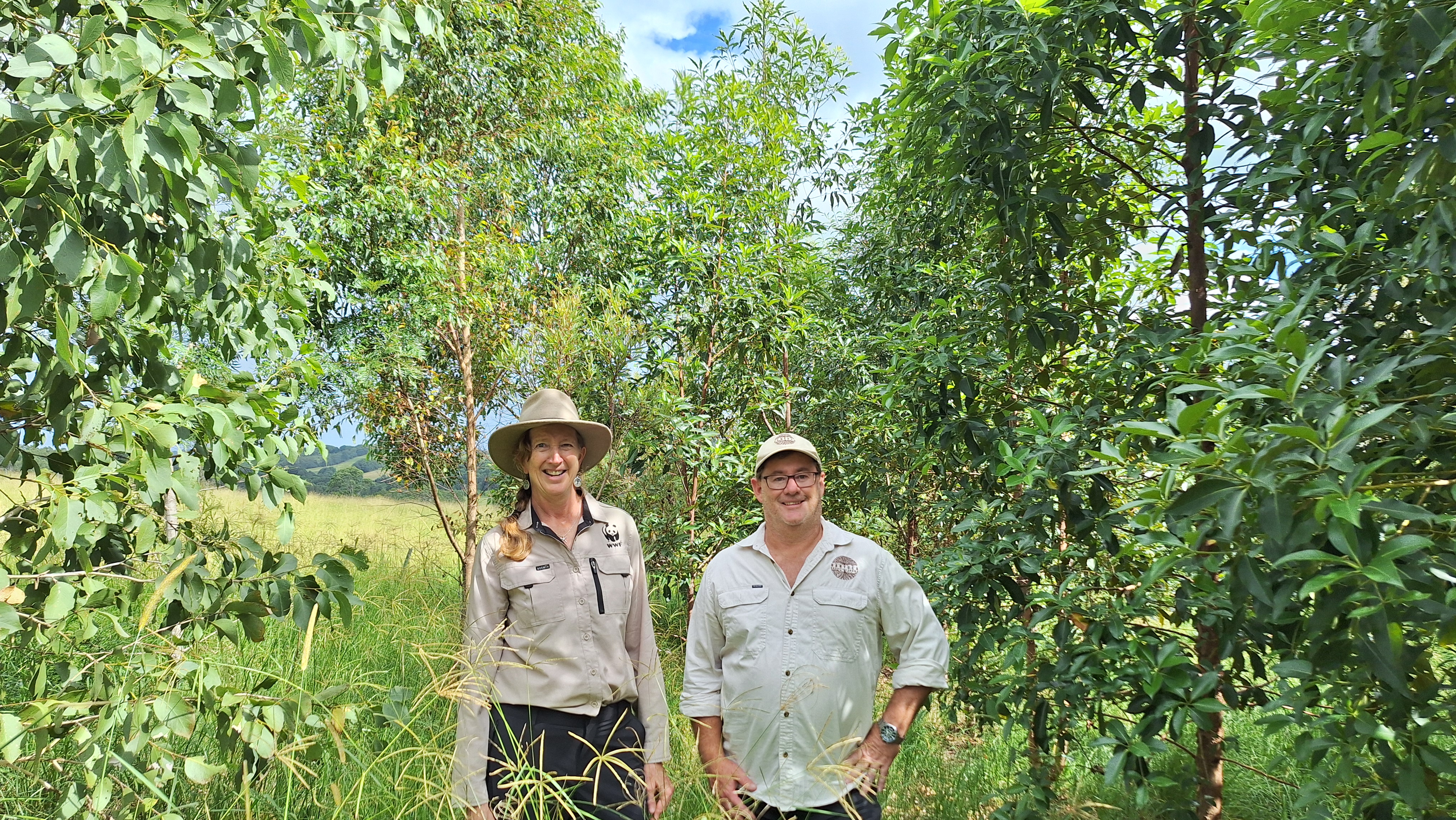 Tackling climate change and saving koalas: KPMG first to invest in ...