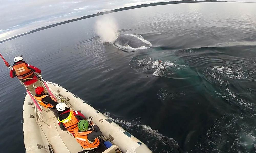 Blue whale satellite tagging | Blue whale satellite tagging | WWF Australia