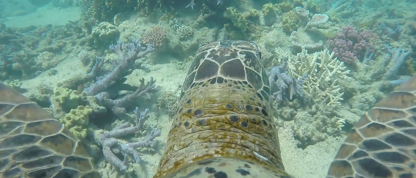 Green turtle | WWF Australia