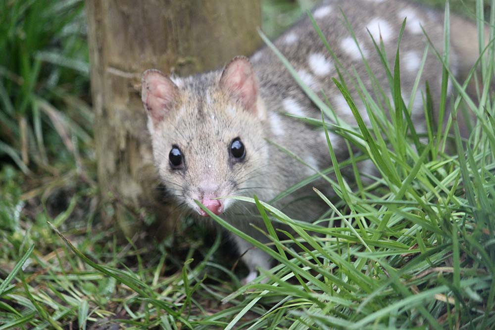 A quest for quolls | WWF-Australia | A quest for quolls | WWF Australia
