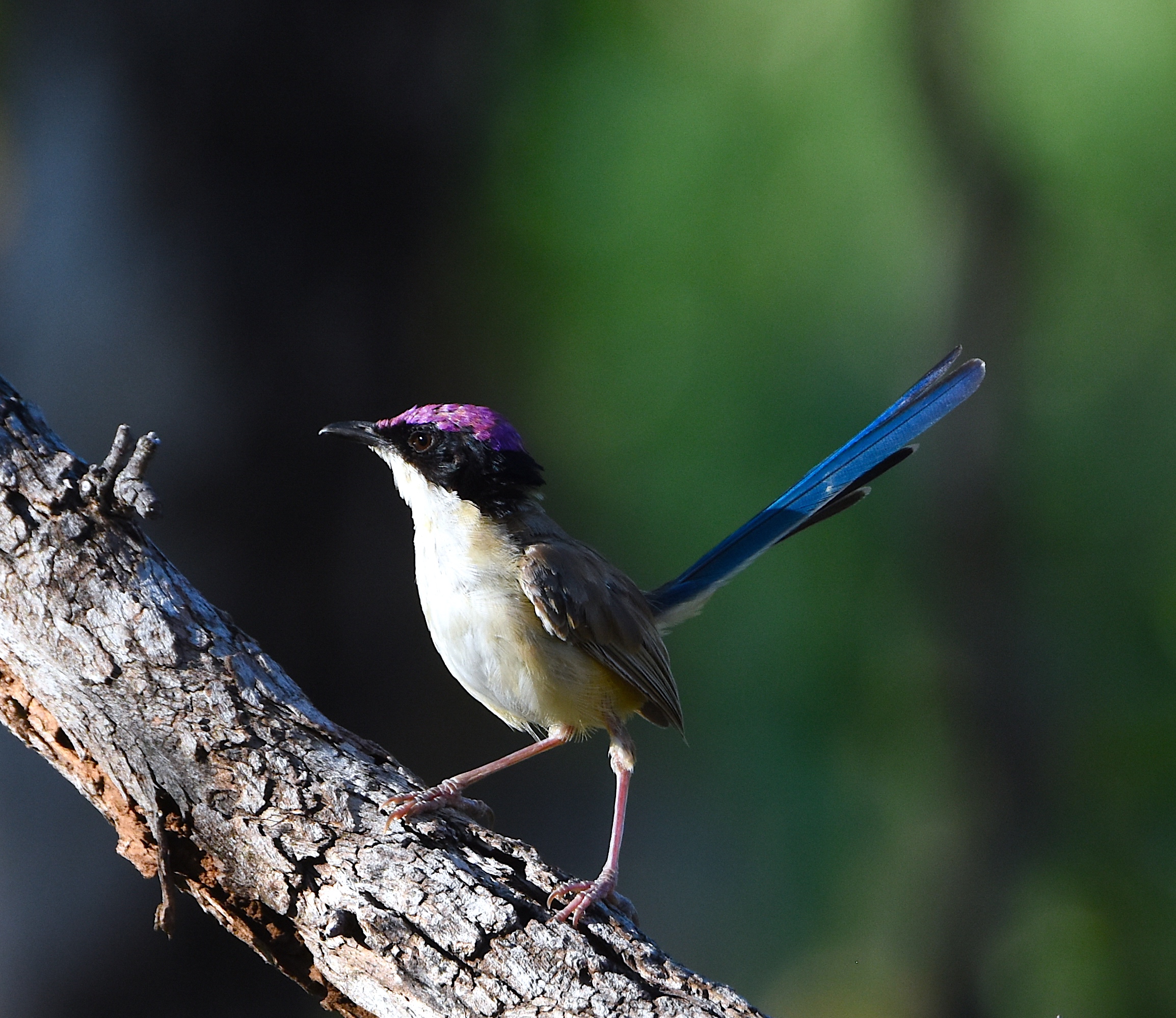 Purple Crowned Fairy Wren
