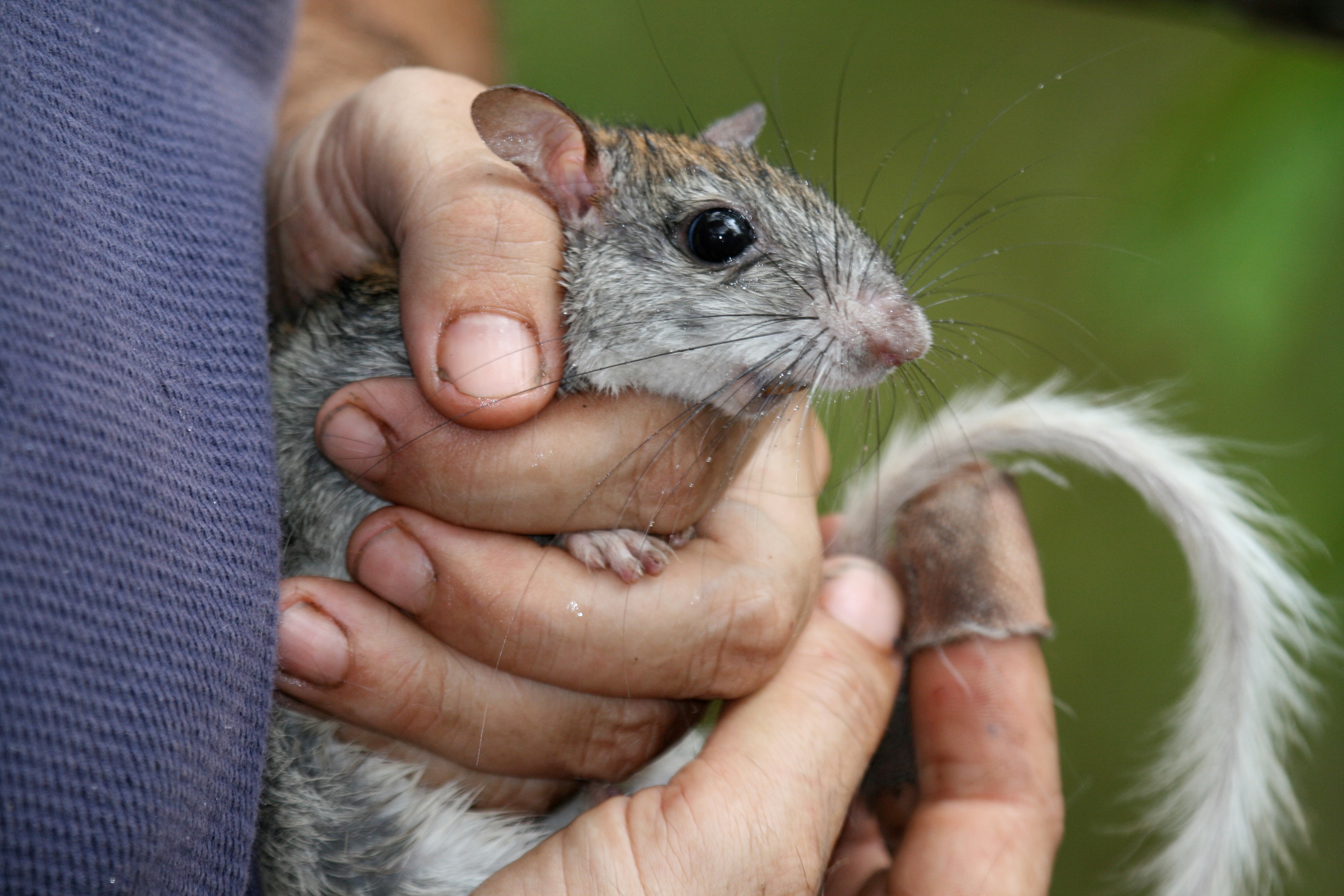 This cute little native rat has defied Australia’s biodiversity crisis ...