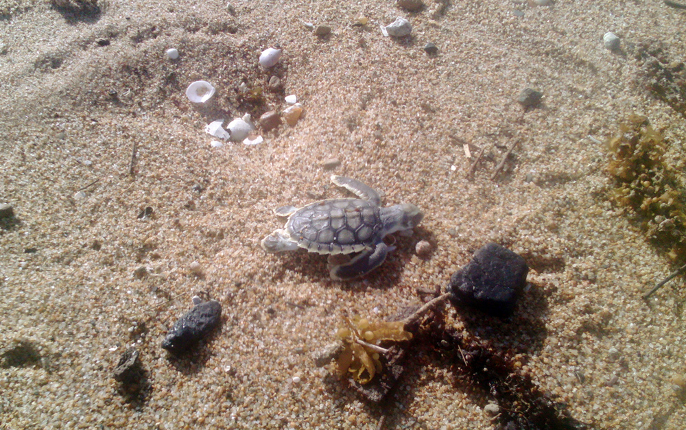 Turtle hatchling emerges beside lump of coal in Great Barrier Reef ...
