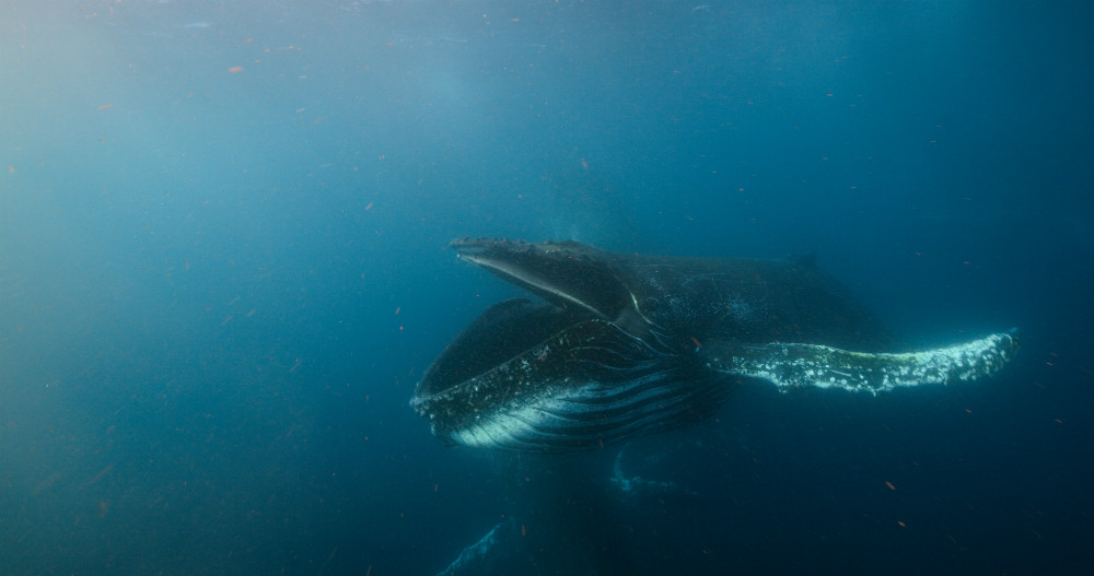 High Seas - Our Planet - WWF-Australia | High Seas | WWF Australia