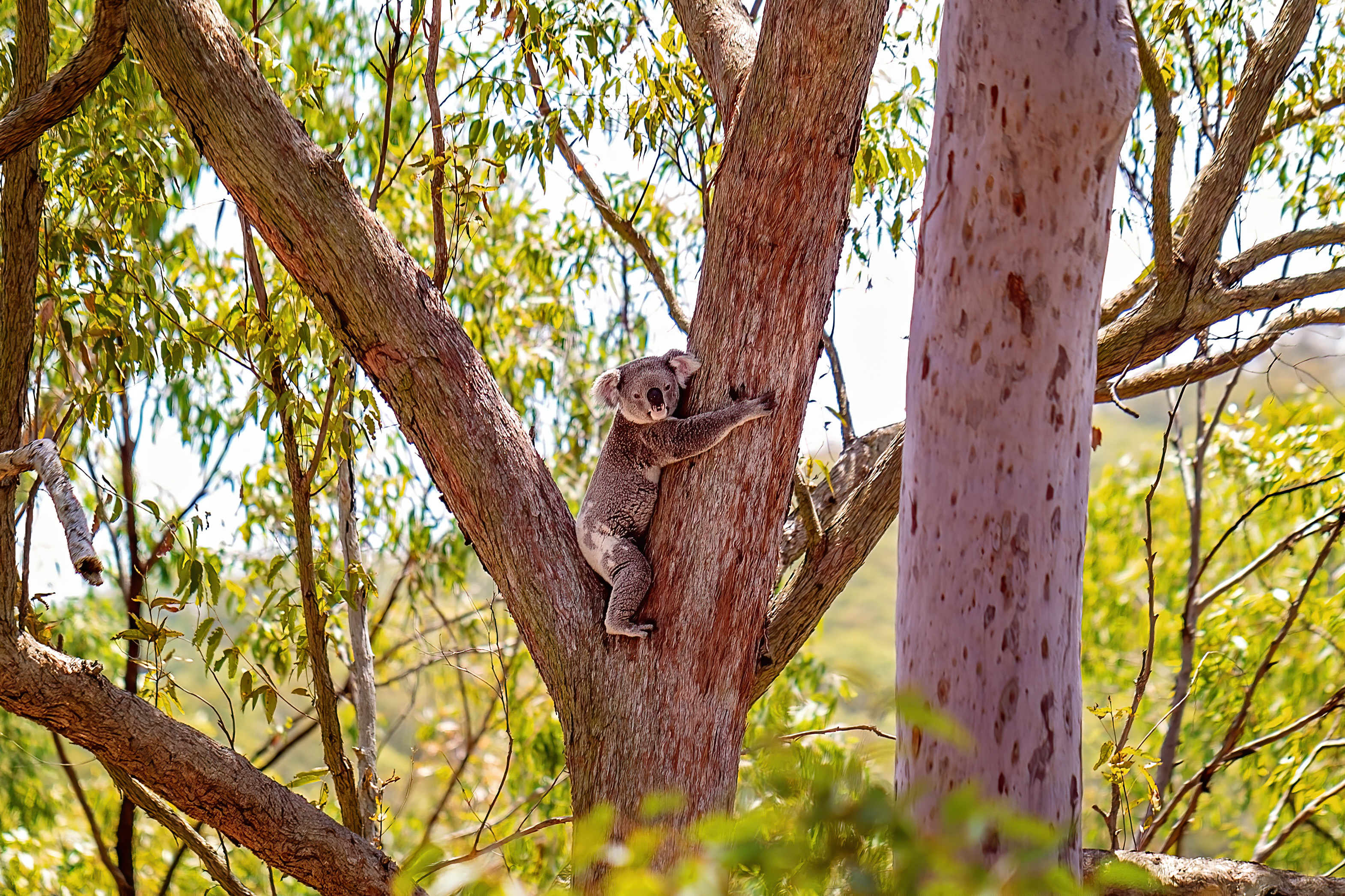 New national park could help save koalas from extinction - WWF ...