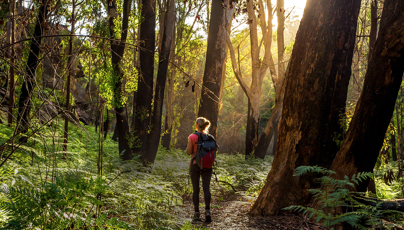 Thank you for helping to save our trees | WWF Australia