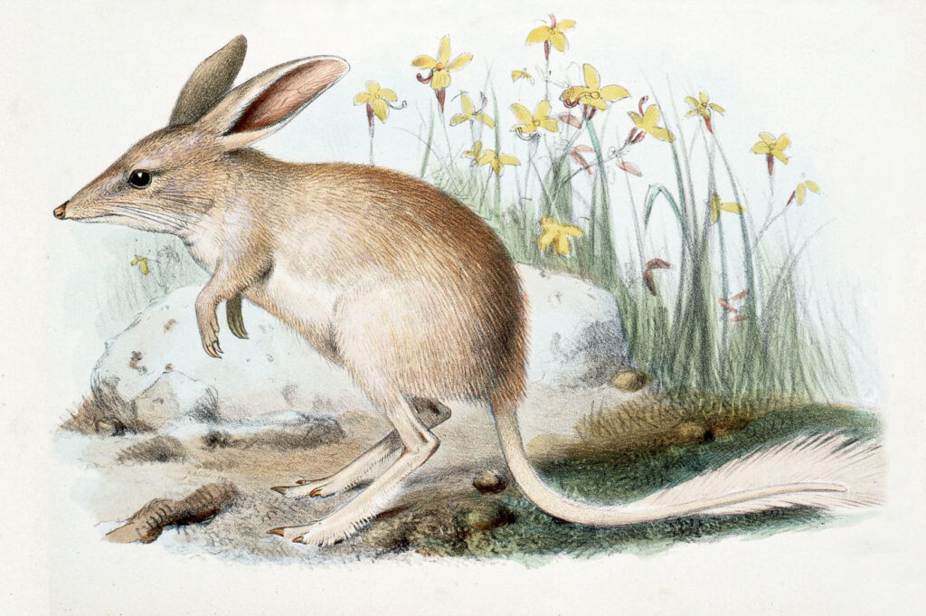 10 Extinct Animals in Australia (and Why We Must Act Now) - WWF ...