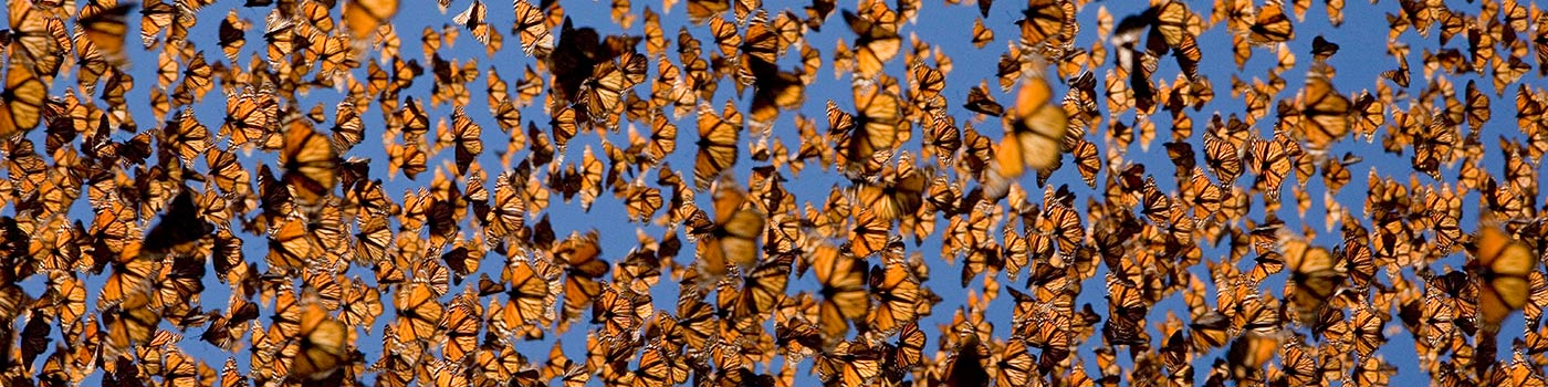 Knowledge Centre - WWF-Australia | Knowledge Centre | WWF Australia