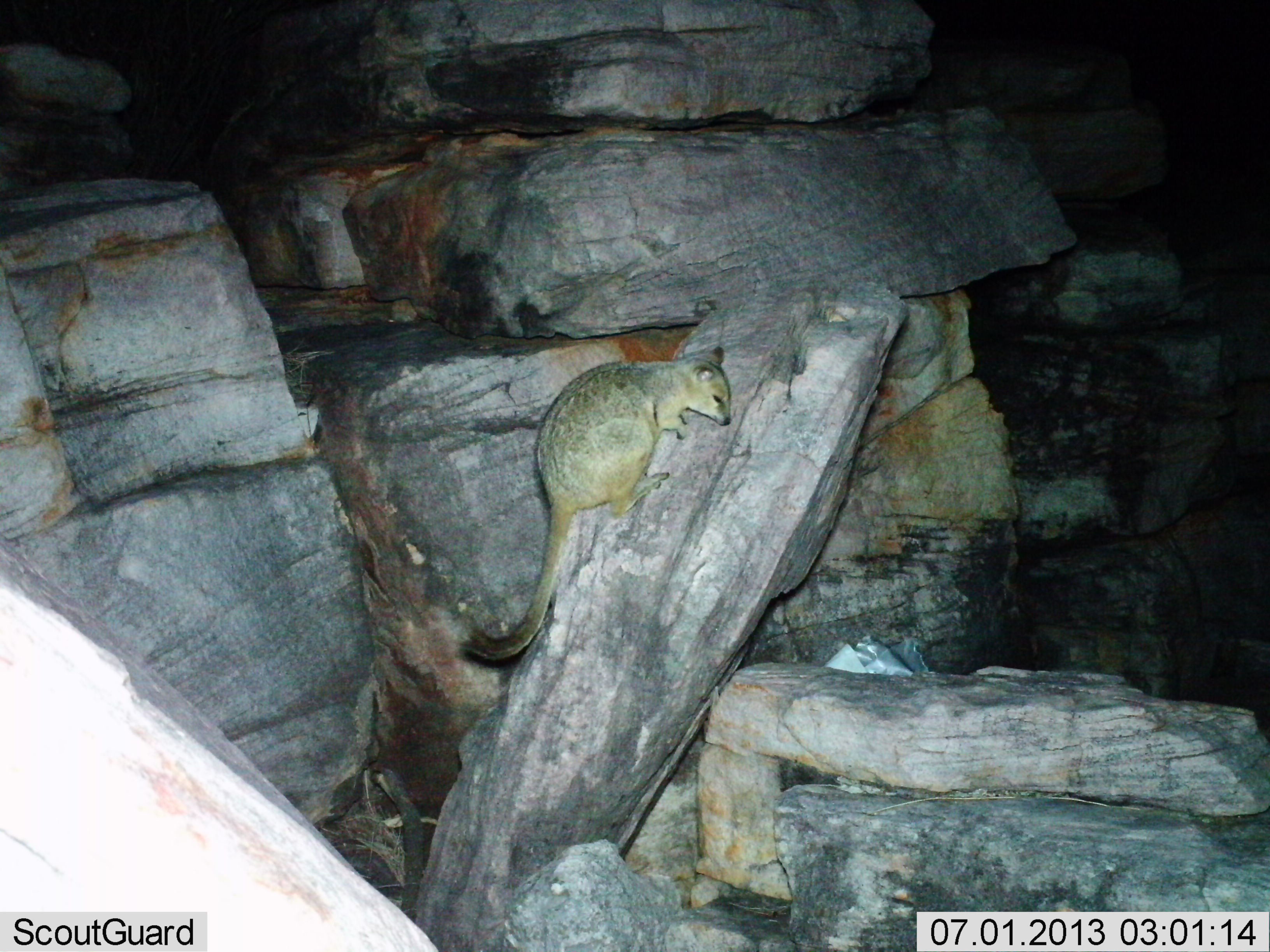 Nabarlek- WWF-Australia | Nabarlek | WWF Australia