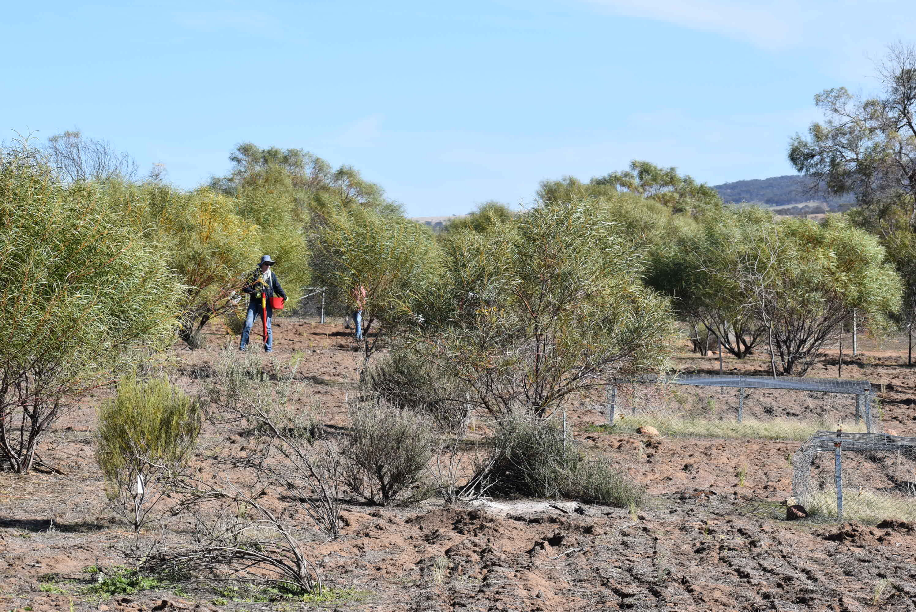 Tree planting for rock wallabies | WWF-Australia | Tree planting for ...