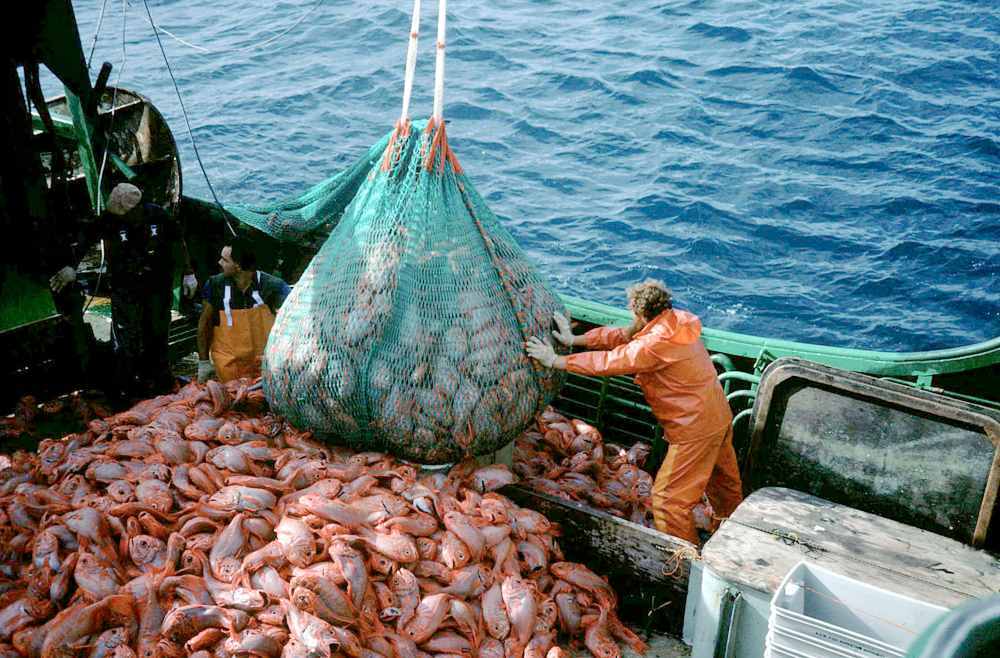 WWF welcomes red light on orange roughy MSC certification | WWF ...