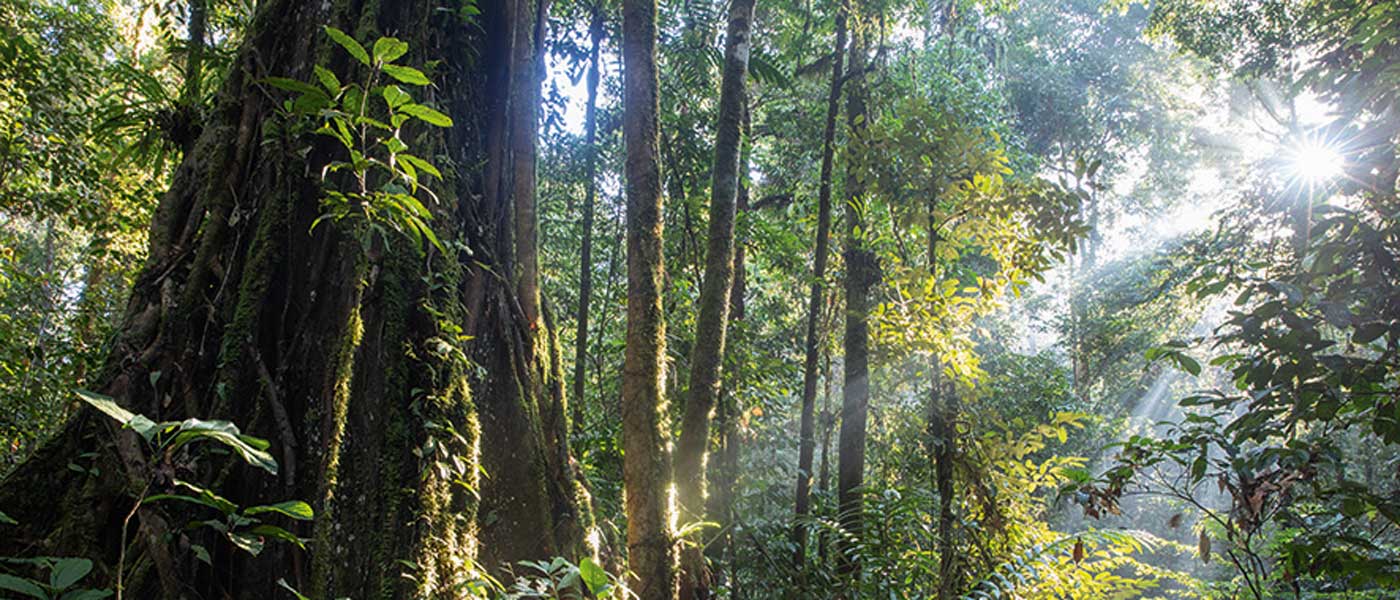 Jungles - Our Planet - WWF-Australia | Jungles | WWF Australia