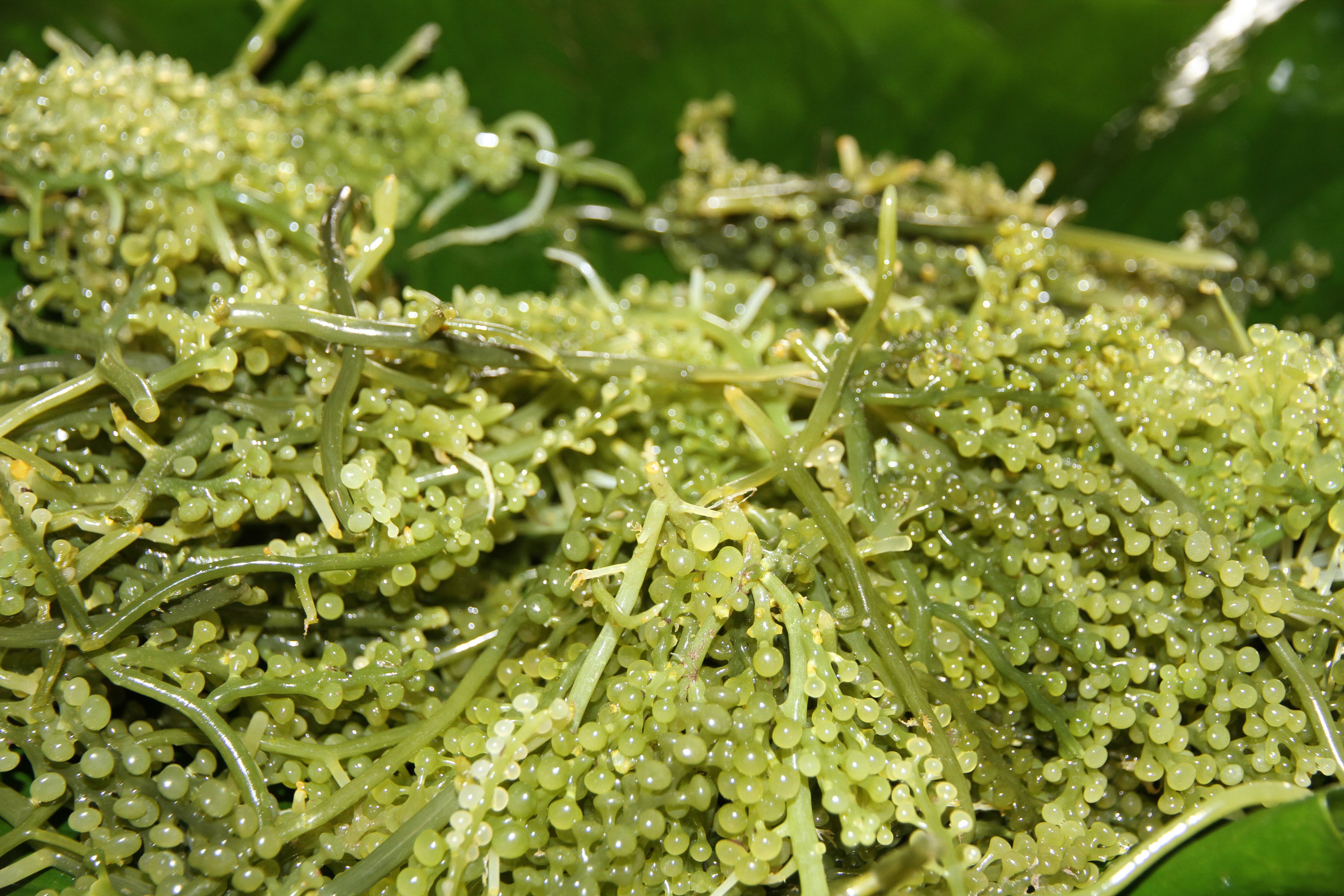 Harvesting sustainable sea-grapes in Solomons - WWF-Australia | Sustainable sea-grapes in ...