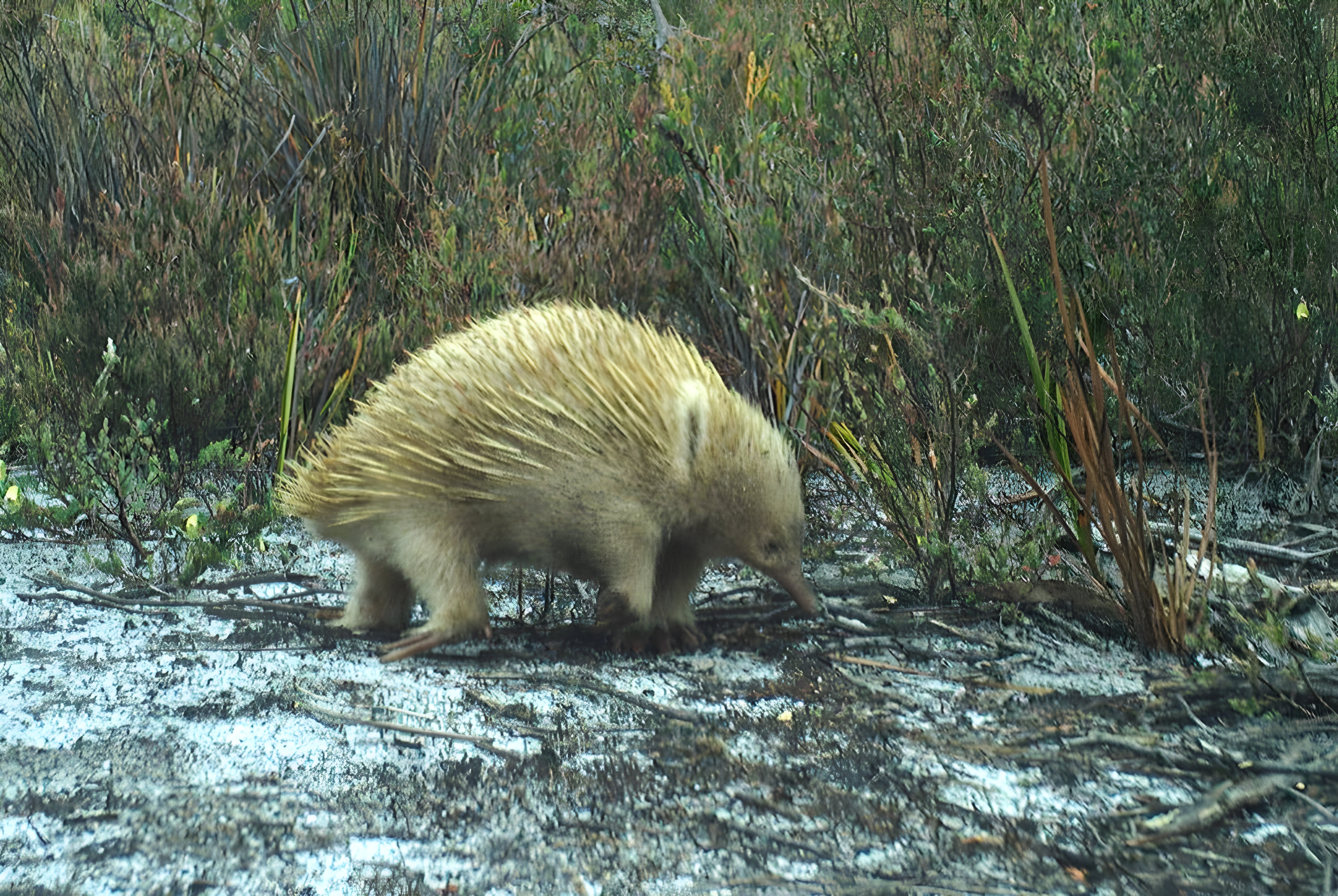 Indigenous rangers find rarely seen animals in first camera survey of ...