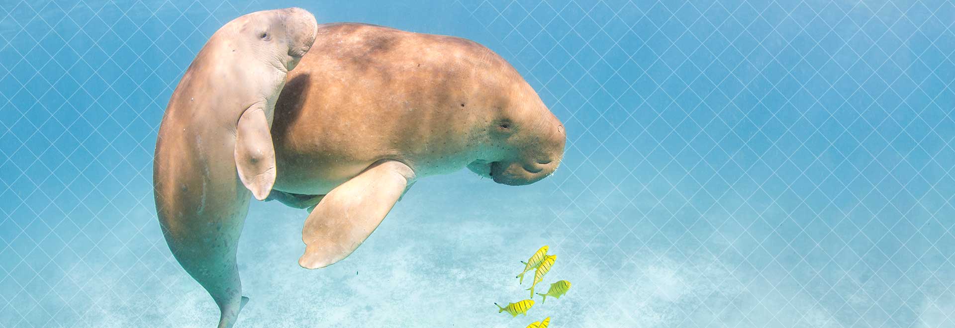 ReefCycle - WWF Australia's Initiative to Protect the Great Barrier ...