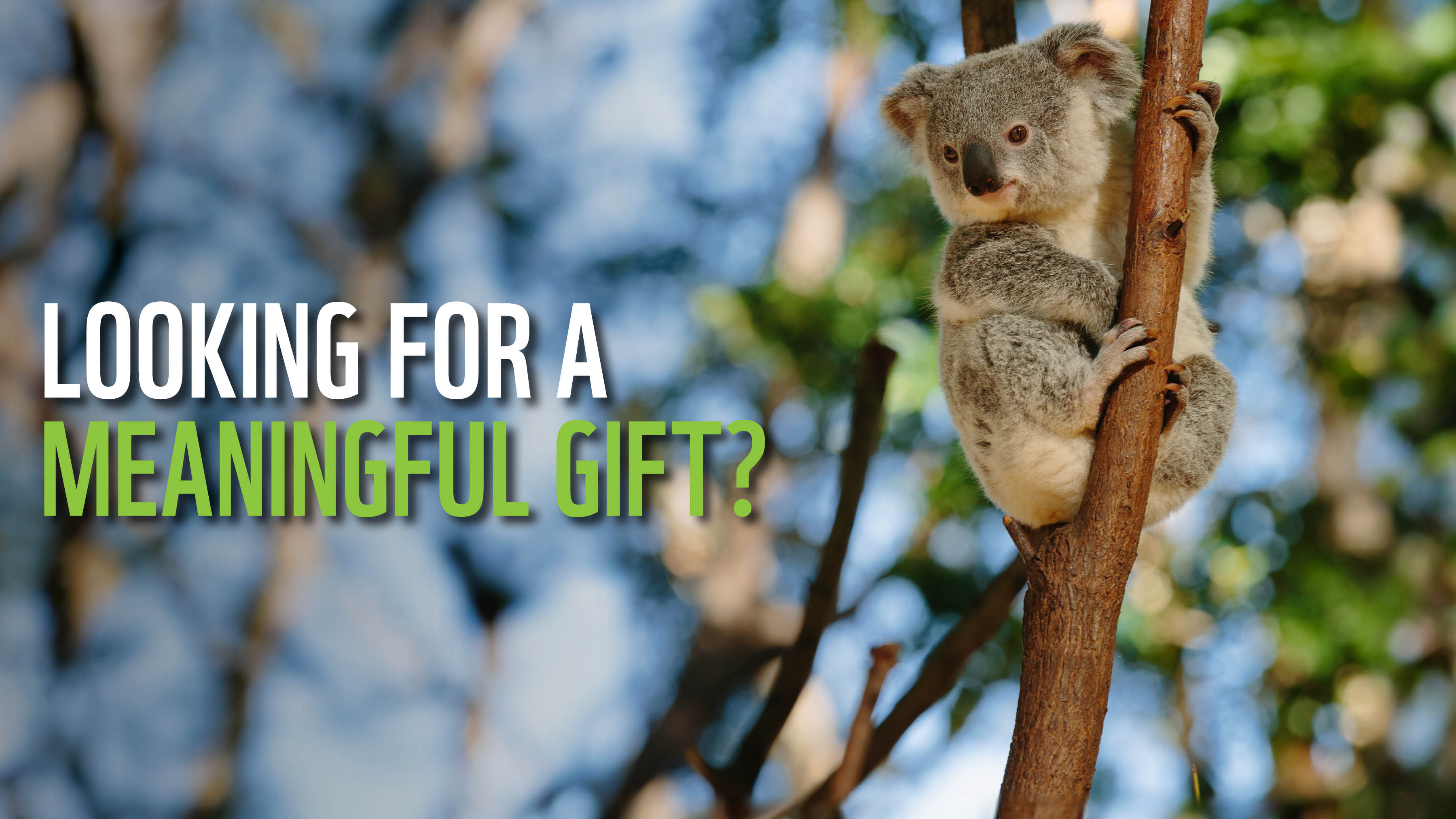 Koalas Endangered - Adopt a Koala - Tax Deductible Donation - WWF ...