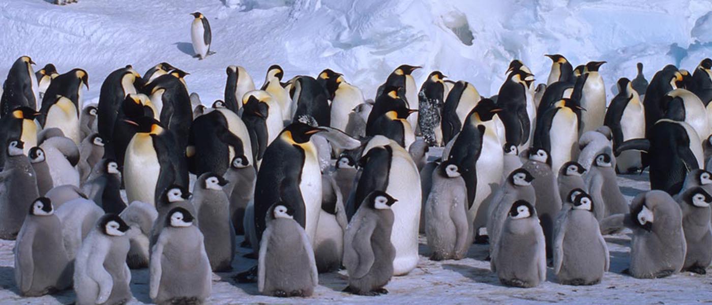 Life and survival in the colony. | WWF Australia