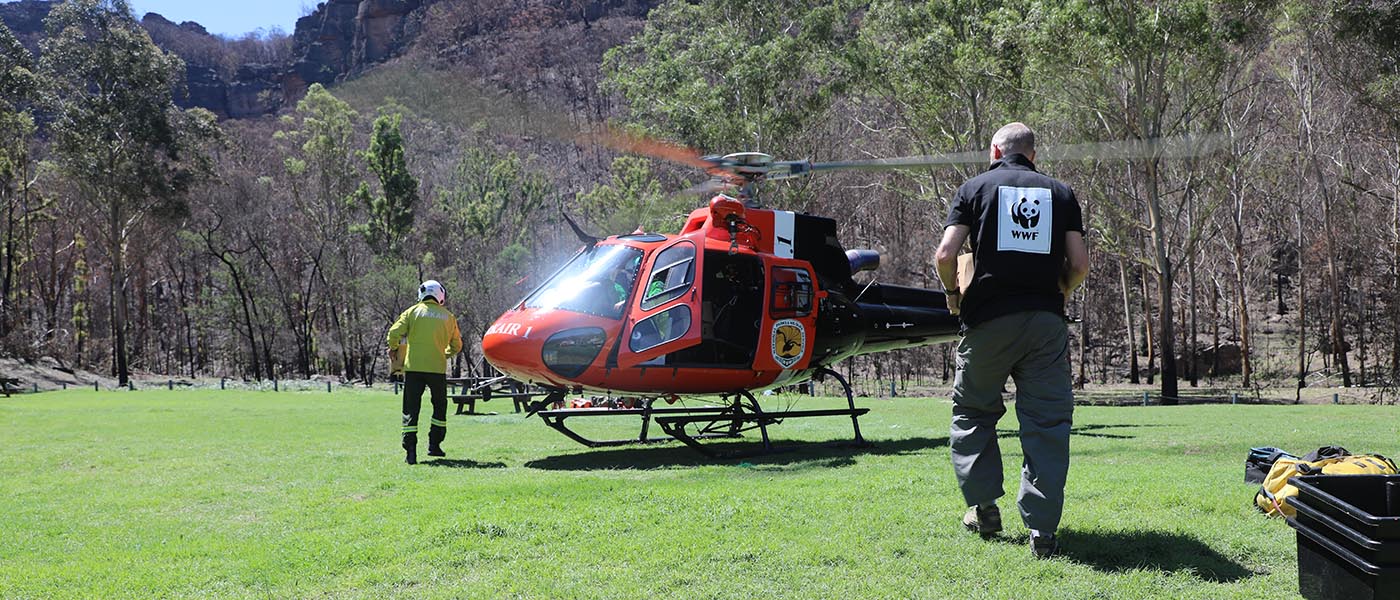 Helicopter food drops provide relief for starving wildlife | WWF ...