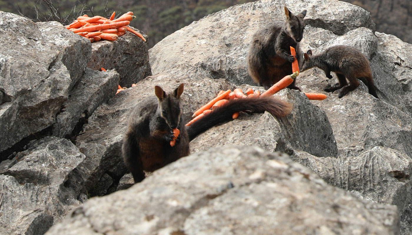 Success stories - WWF-Australia | Success stories | WWF Australia