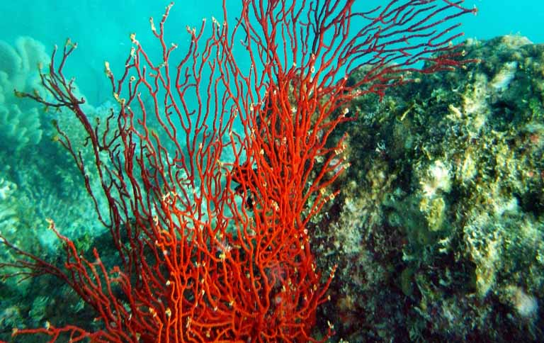 Independent experts reveal truth about Reef Plan progress - WWF ...