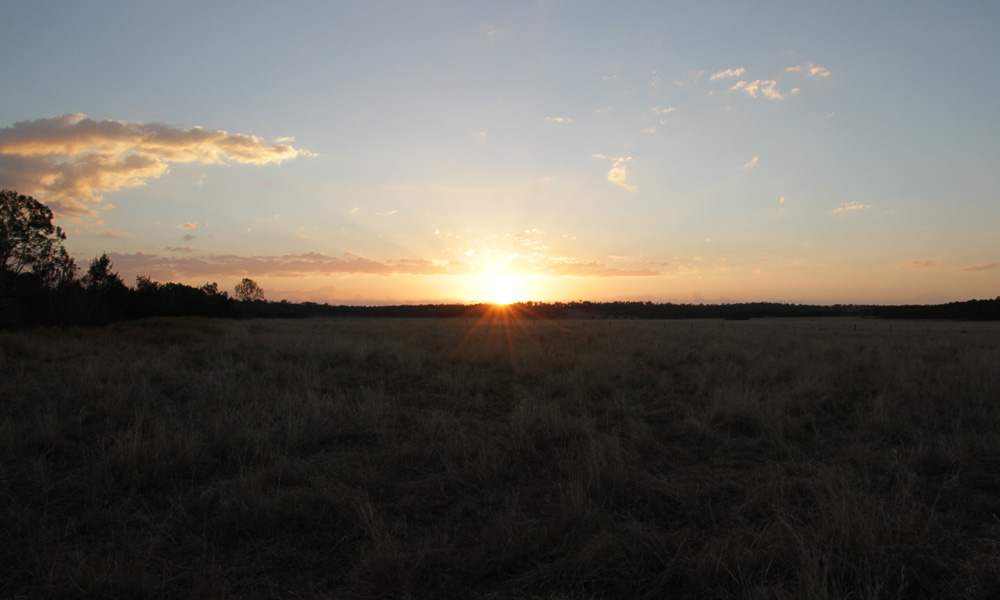 Hidden Vale: Planting future homes for koalas | Hidden Vale: Planting ...