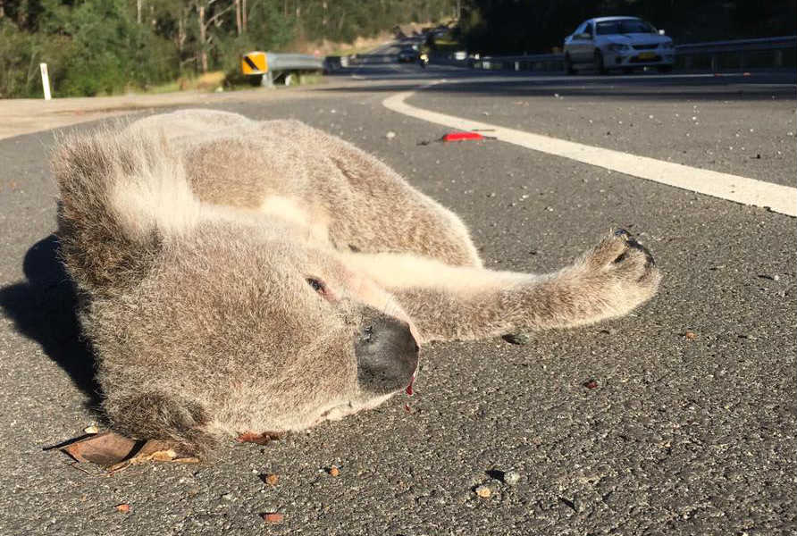 World wildlife populations fall 60%, koalas declining even faster – WWF ...