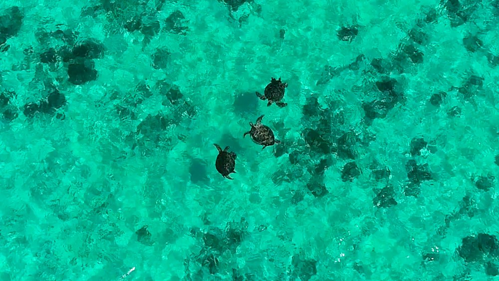 Drone surveys reveal no “man drought” for green turtles threatened by ...