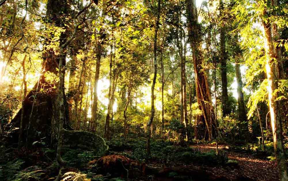 Expansion of QLD parks will help wildlife weather global warming - WWF ...