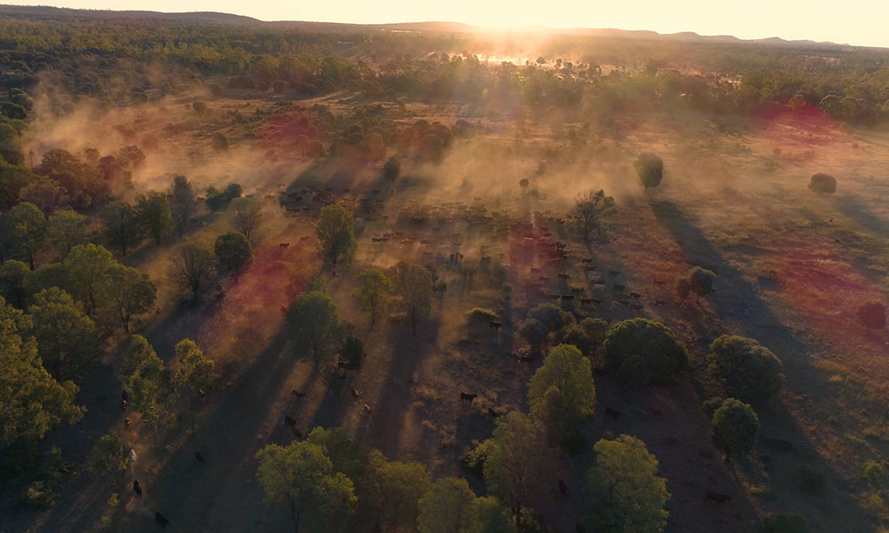 Saving trees could generate $4.4 billion in carbon farming projects for ...