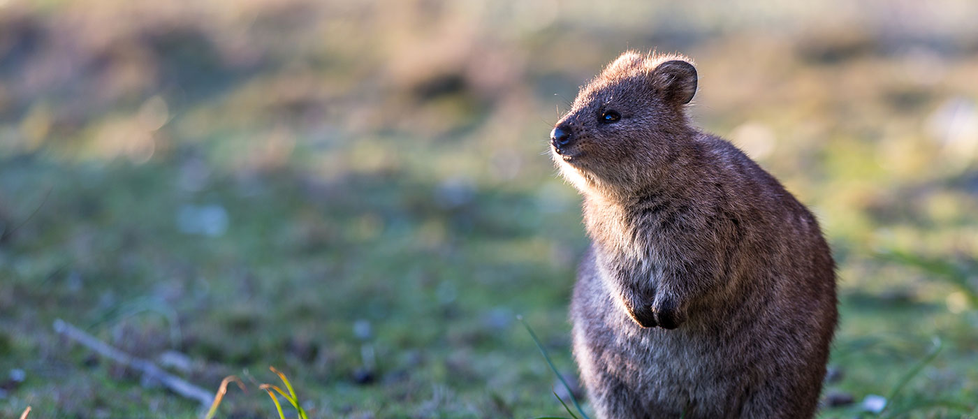 8 interesting facts about quokkas | WWF-Australia | 8 interesting facts ...