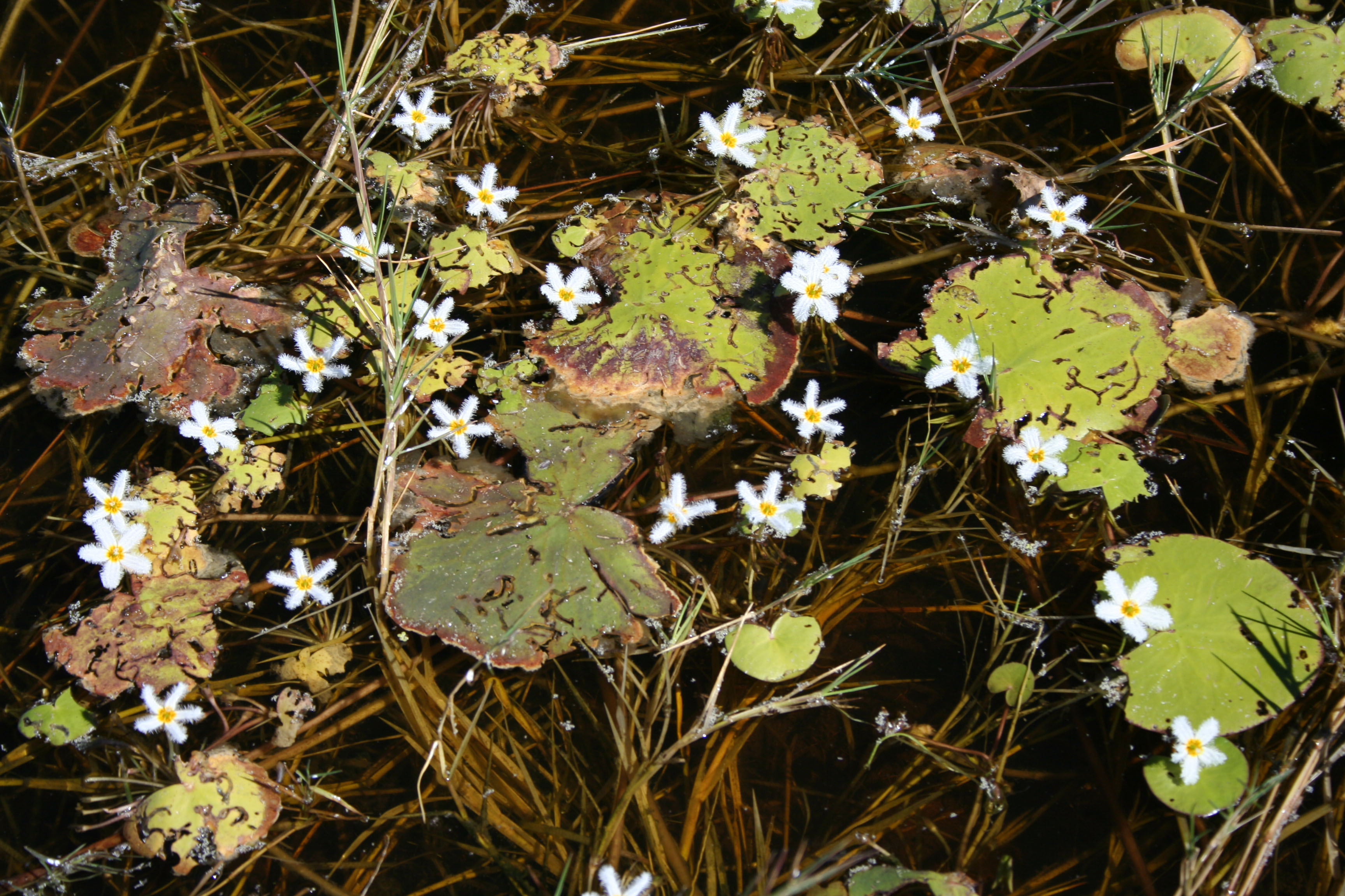 Malcolm Fraser was a champion for the environment - WWF-Australia ...